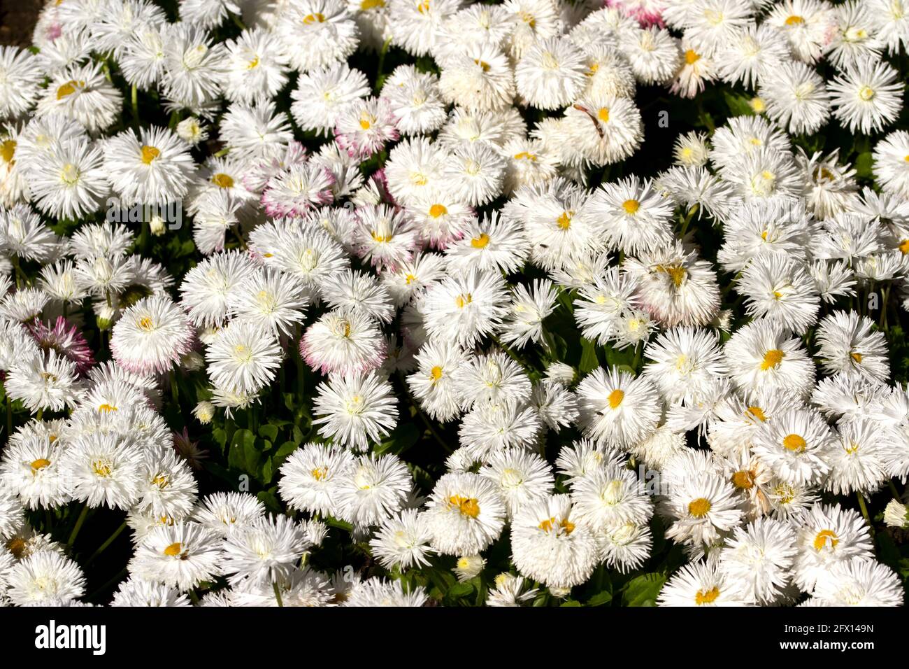 Bellisima variety hi-res stock photography and images - Alamy