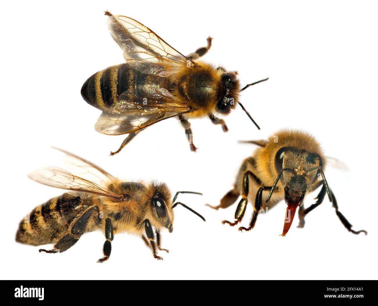 Set of tree bees or honeybees in Latin Apis Mellifera, european or ...