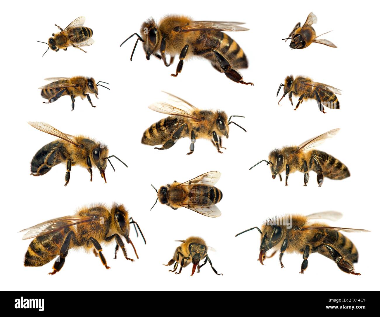 Set of bees or honeybees in Latin Apis Mellifera, european or western ...