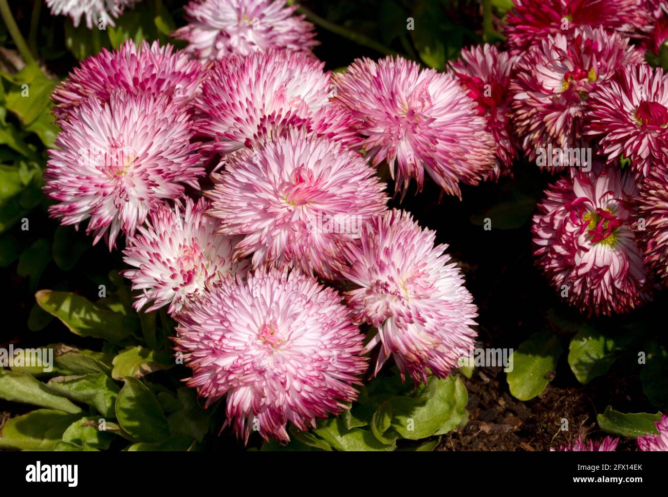 Bellisima variety hi-res stock photography and images - Alamy