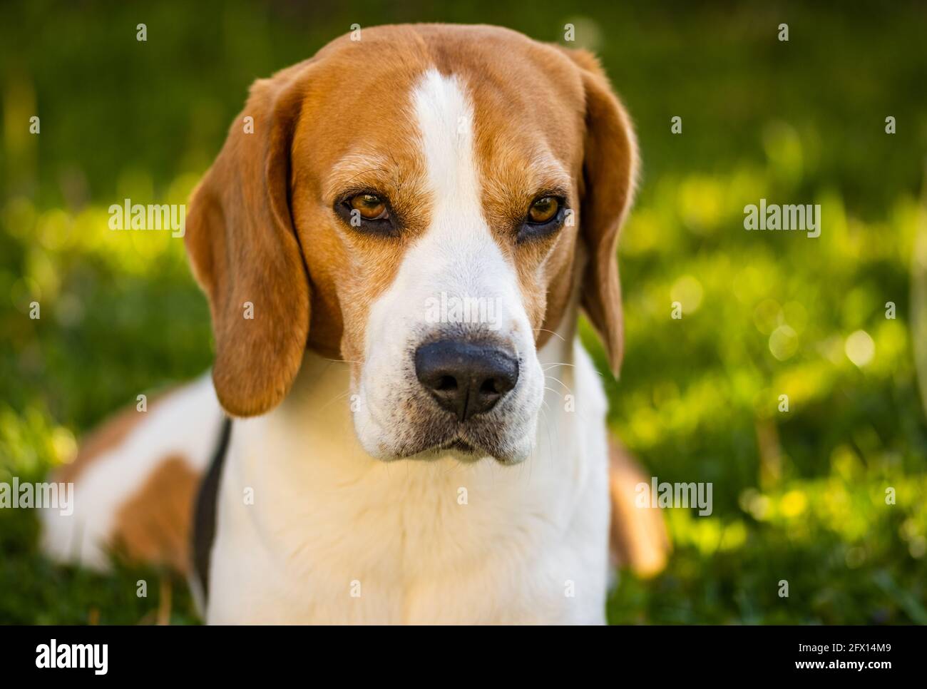 Tricolor beagle lying relaxed on green grass in shade on warm summer ...