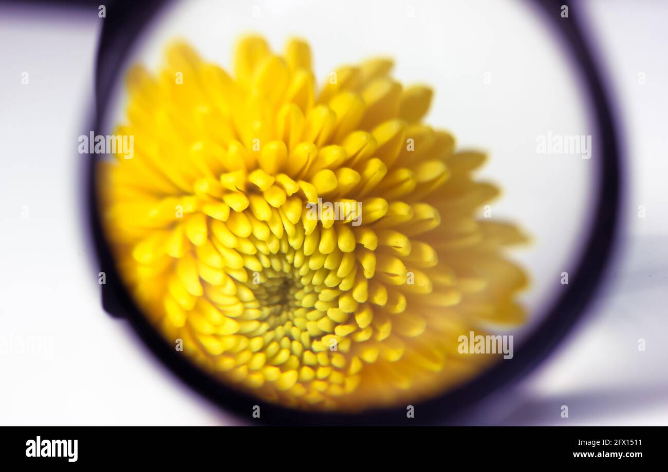Magnified glass flower hi-res stock photography and images - Alamy