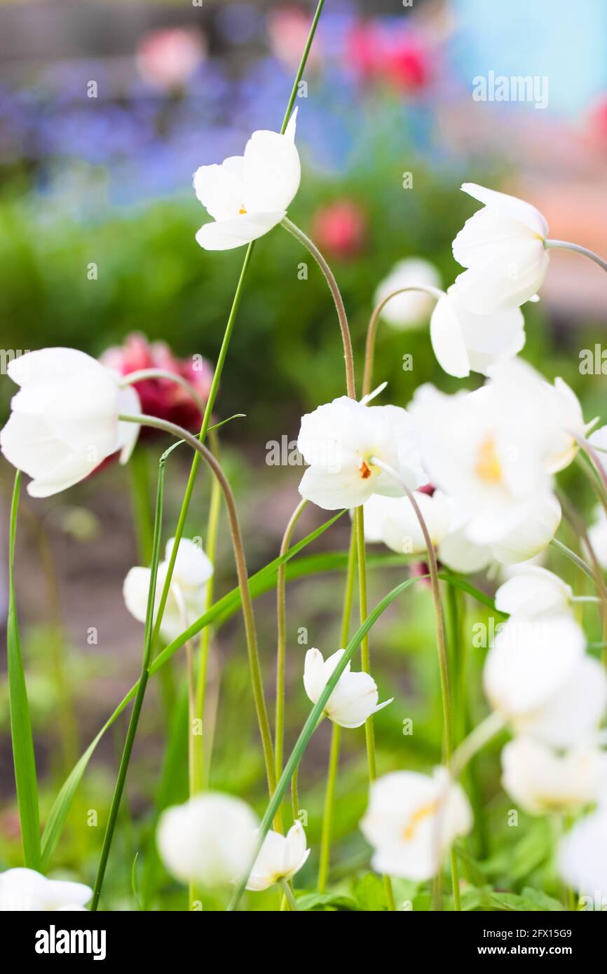 Blooming white anemones or Anemone pulsatilla in the garden in spring ...