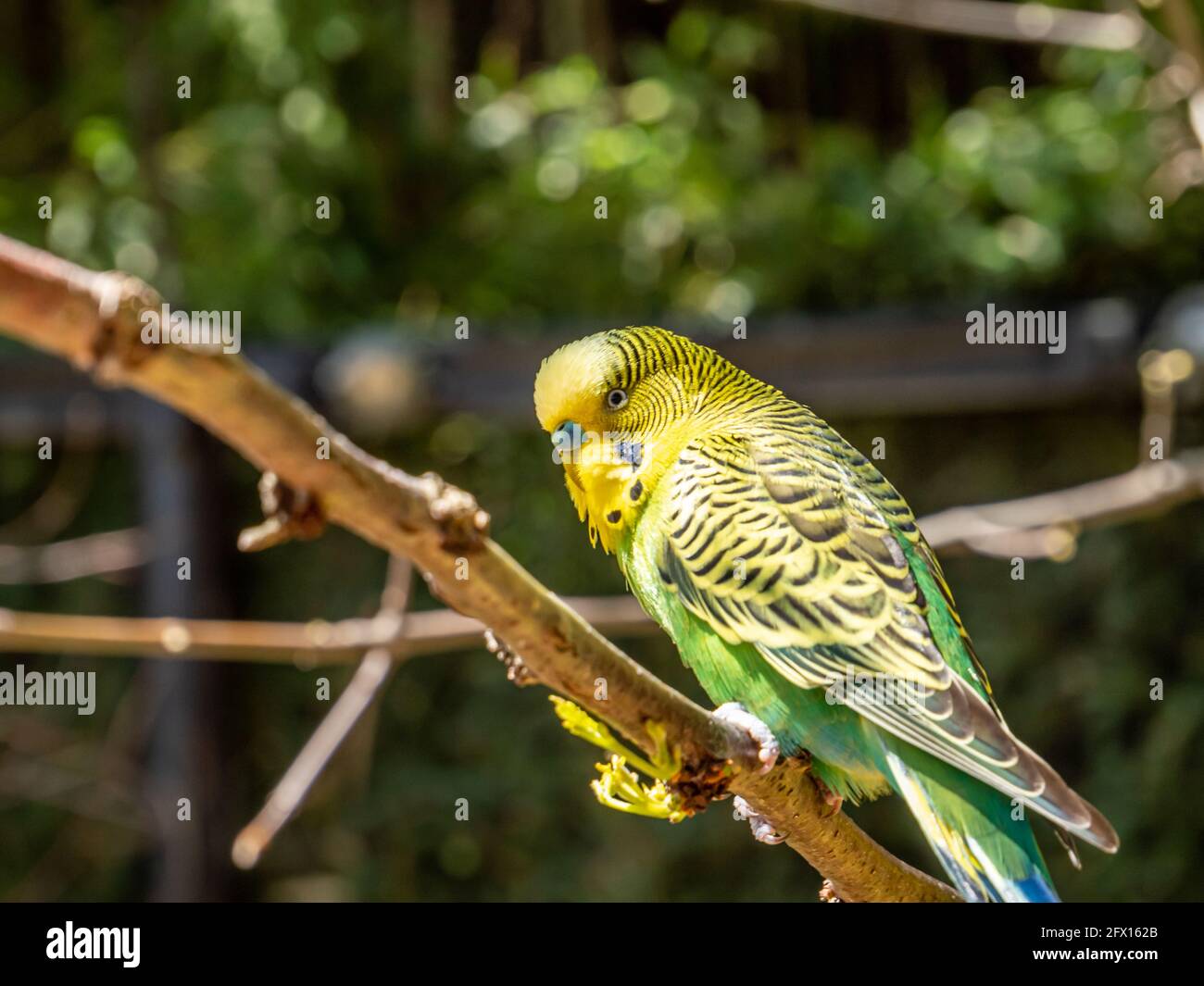 Budgie female in natural habitat in Australia Stock Photo - Alamy