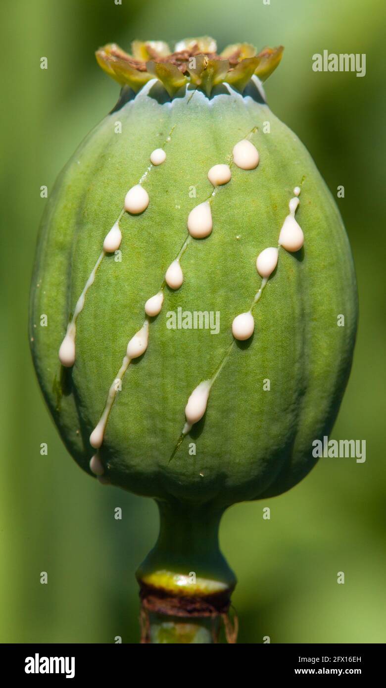 sliced poppy seed for opium, detail of opium poppy in latin papaver ...
