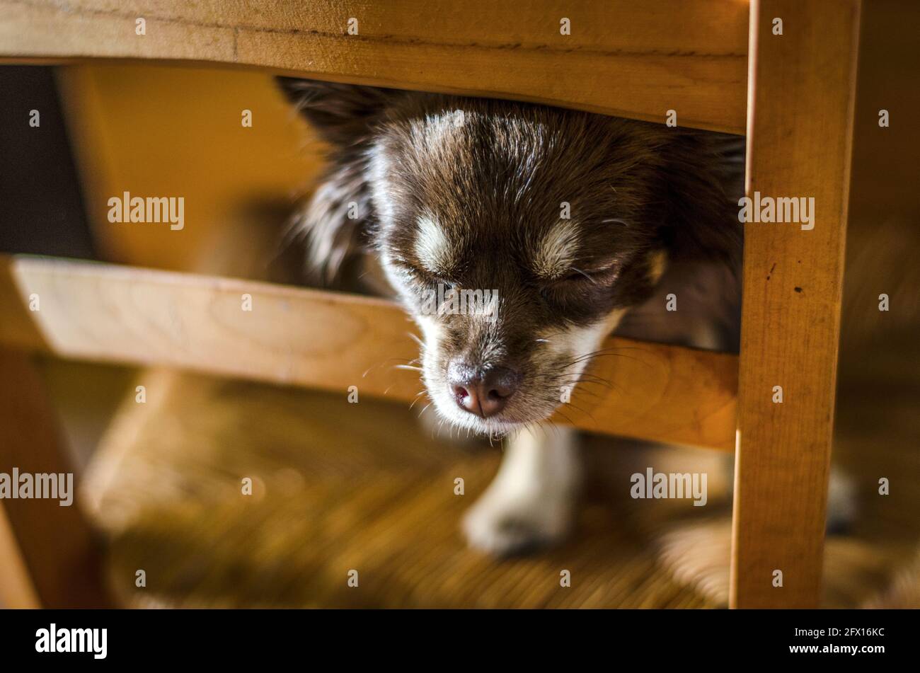 Very tired chocolate longhair chihuahua sleeping on the back of a ...