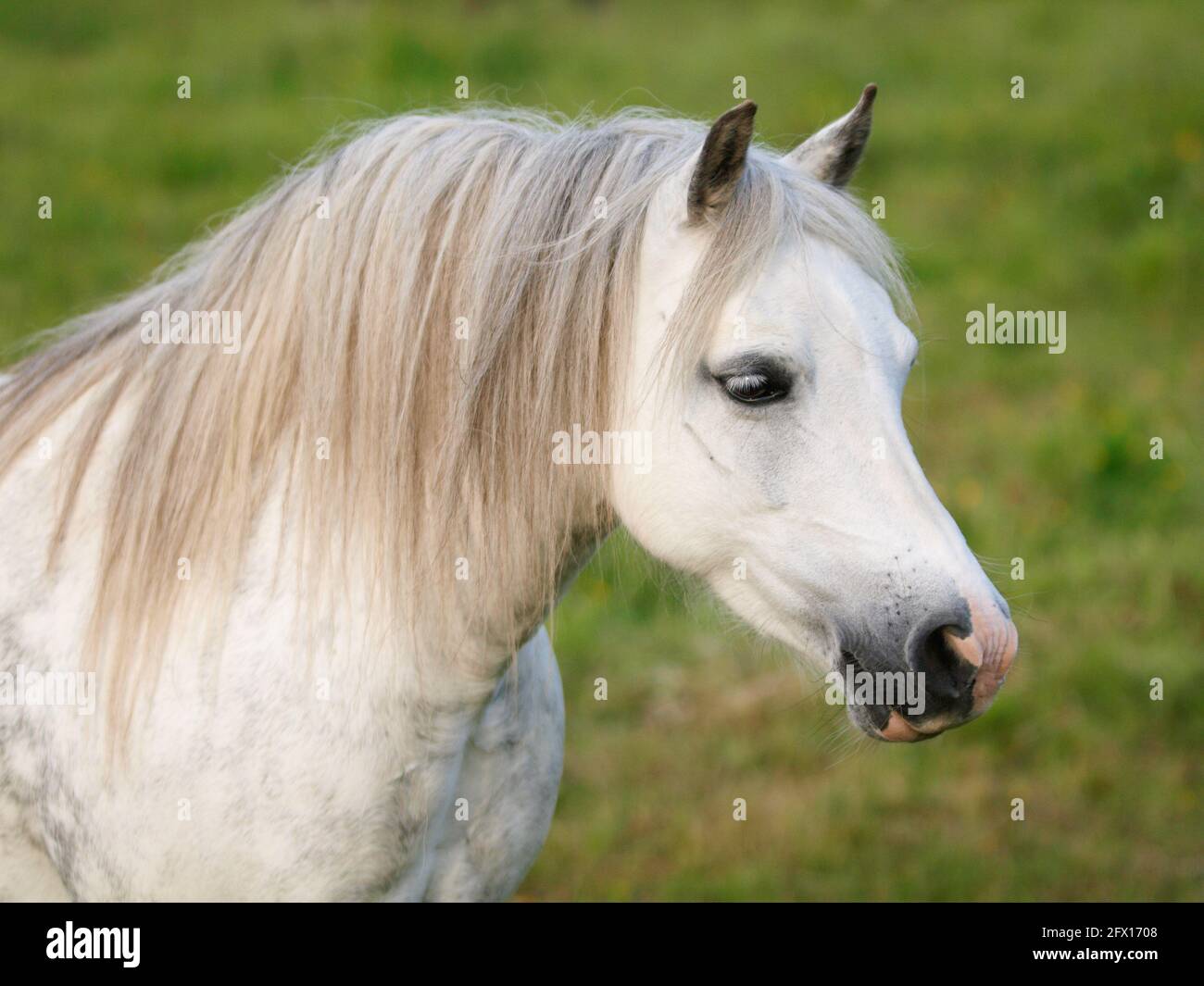 A head shot of a dapple grey Welsh pony in a paddock Stock Photo - Alamy