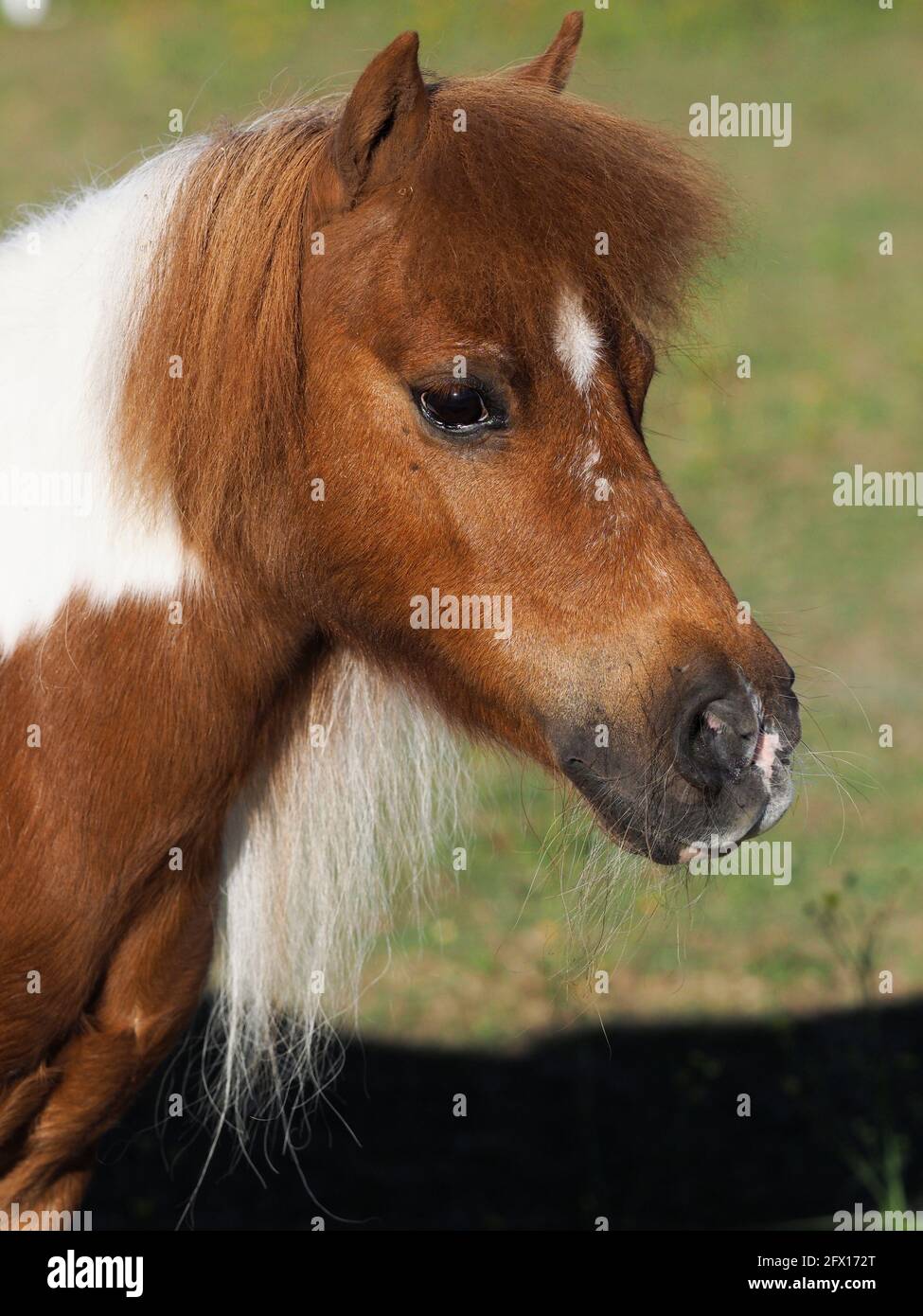 Skewbald pony headshot hi-res stock photography and images - Alamy