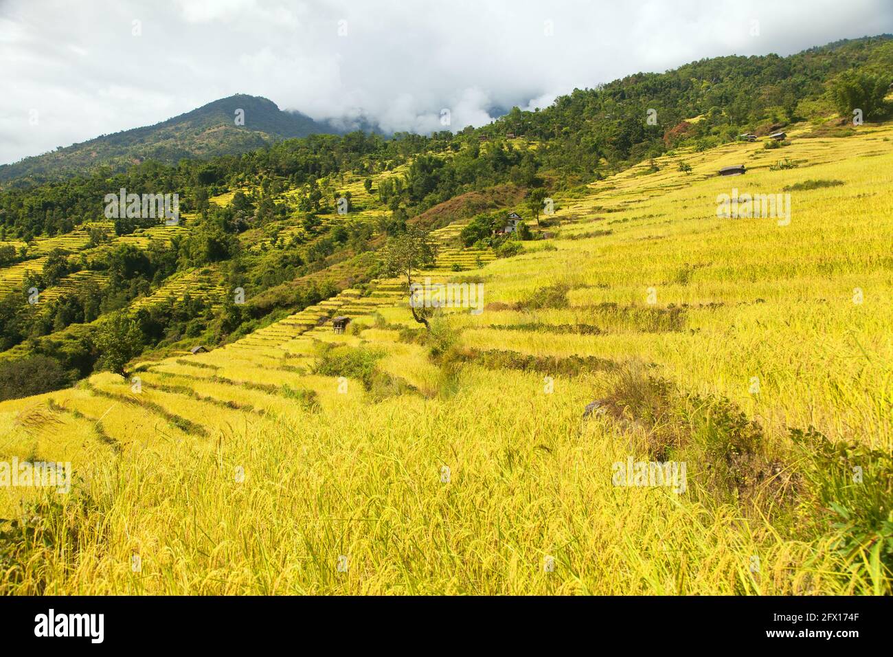 golden terraced rice or paddy fields in Nepal Himalayas mountains Stock ...