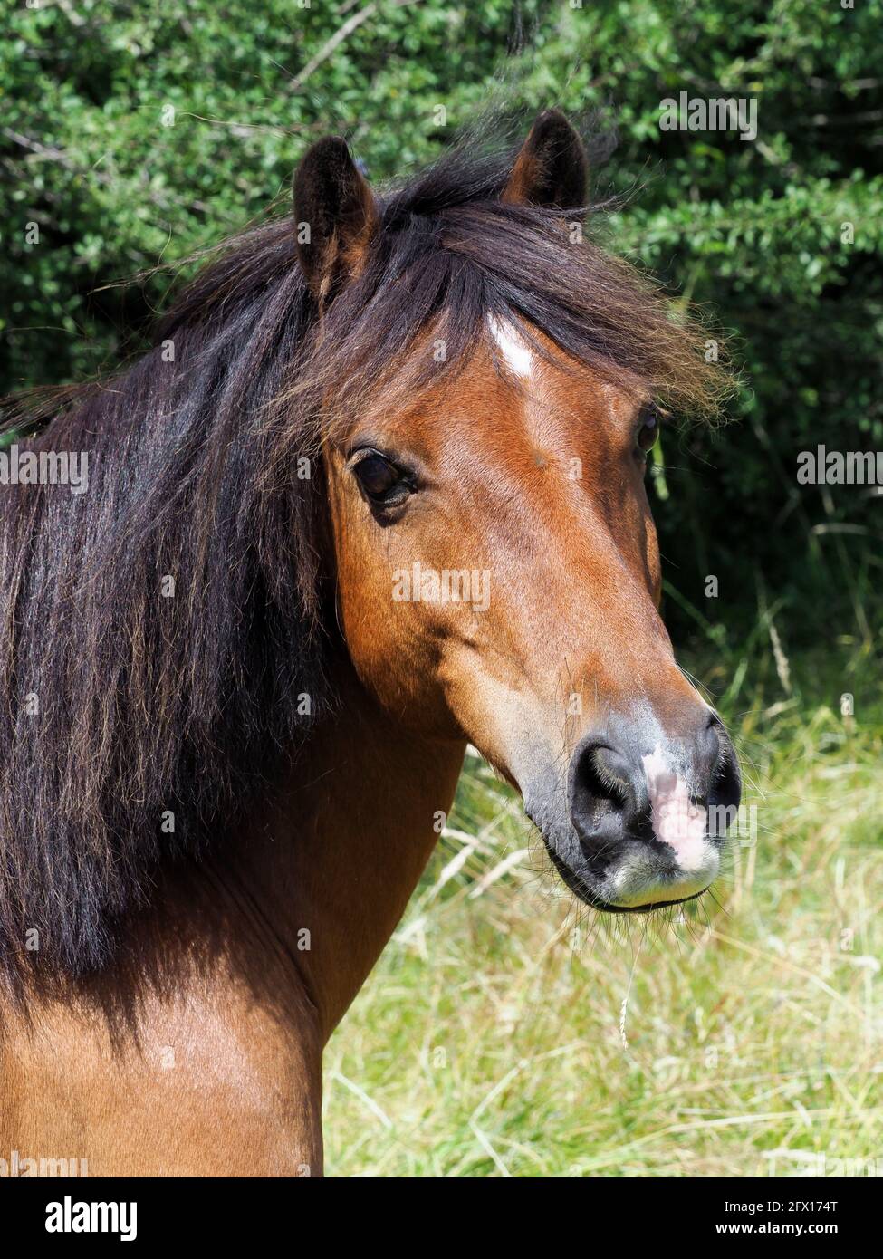 A head shot of a cute bay pony in a paddock Stock Photo - Alamy