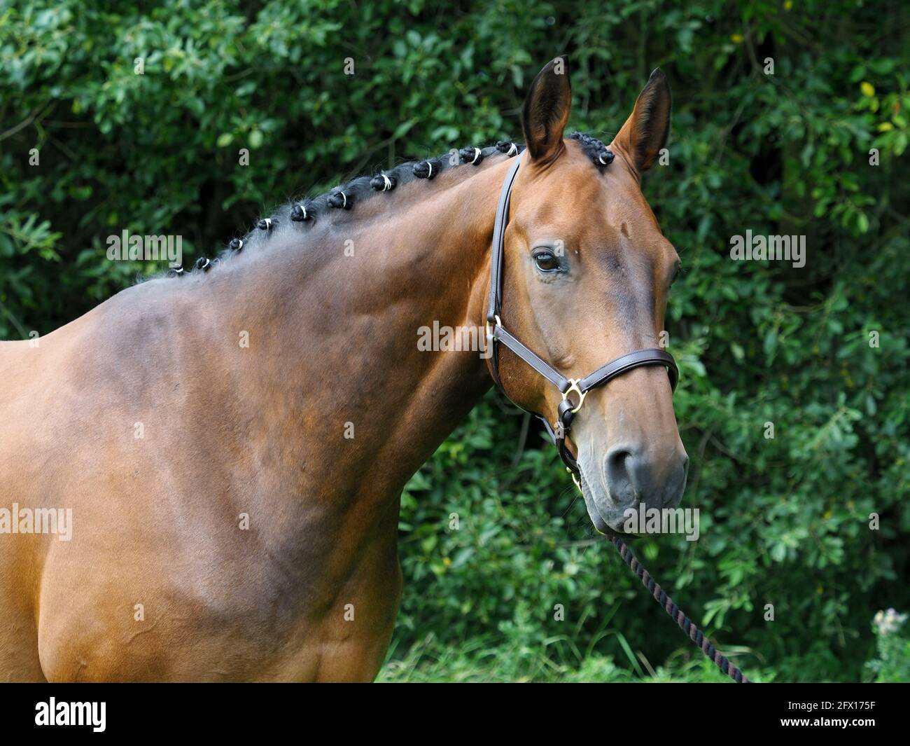 Mane plaited hi-res stock photography and images - Alamy