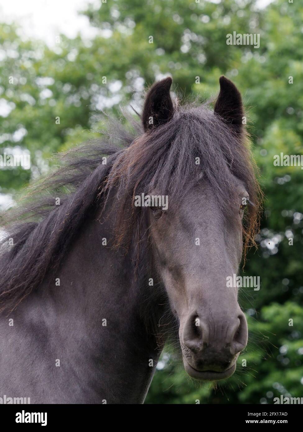 A head shot of a rare breed Dales pony Stock Photo - Alamy