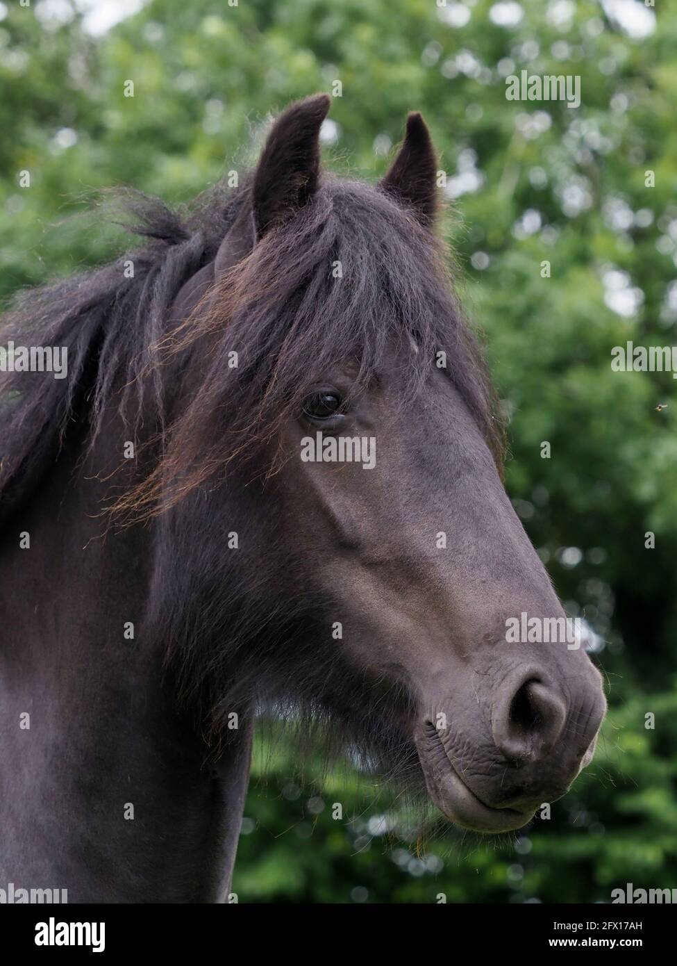 A head shot of a rare breed Dales pony Stock Photo - Alamy