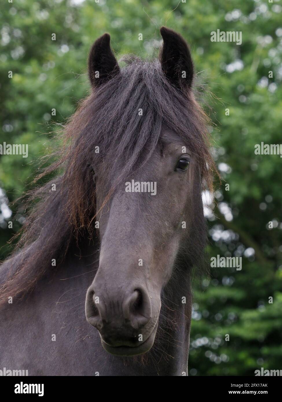 A head shot of a rare breed Dales pony Stock Photo - Alamy