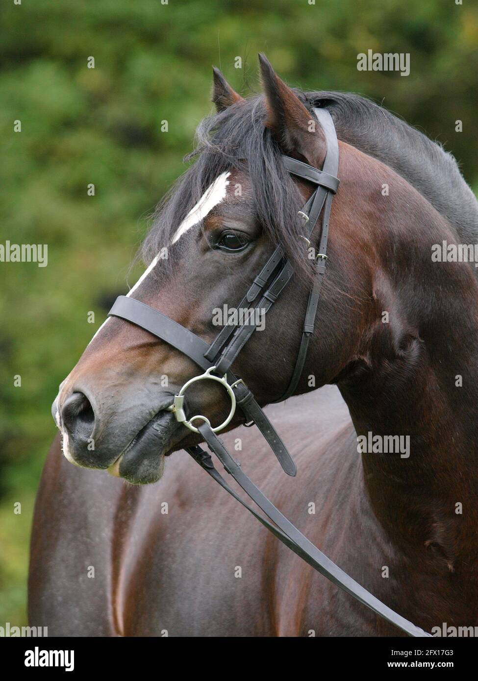 A head shot of a bay Welsh section D stallion in a bridle Stock Photo ...