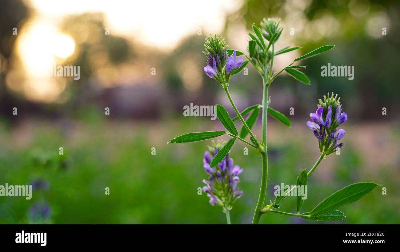 Evening shot, Alfalfa is the most cultivated forage legume in the world ...