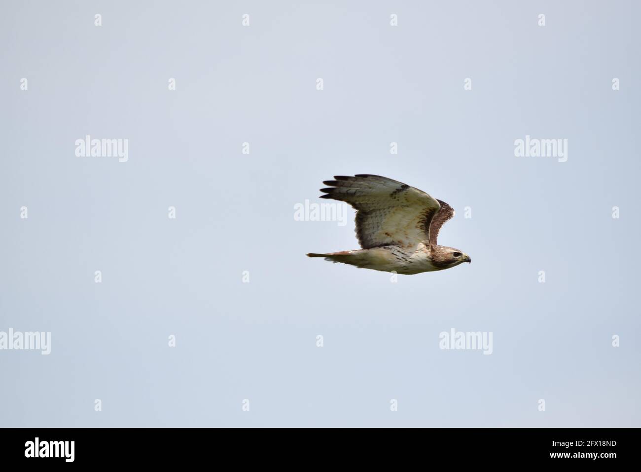 Hawk taking flight Stock Photo - Alamy