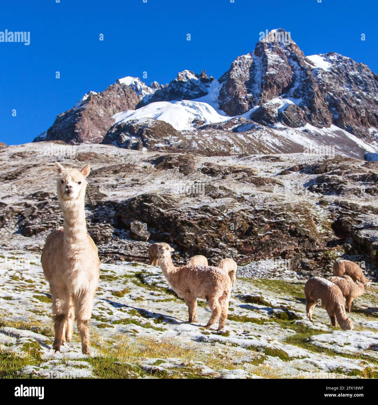 Lamas peru hi-res stock photography and images - Alamy