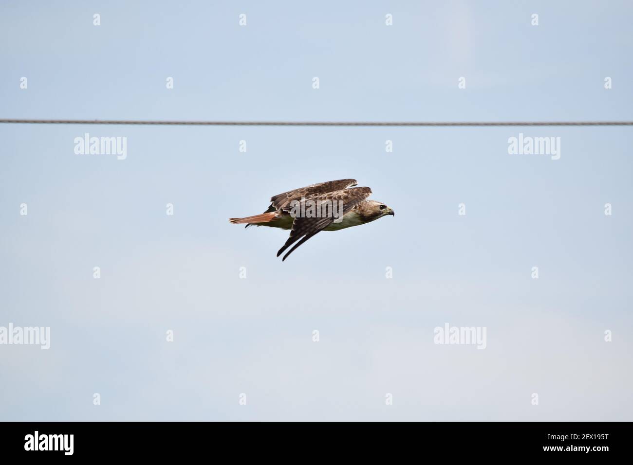 Hawk taking flight Stock Photo - Alamy