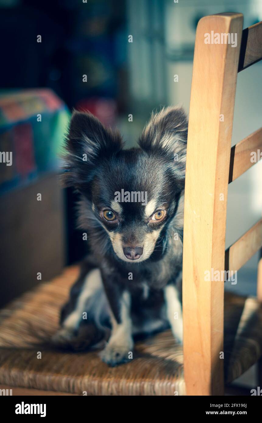 Sad chihuahua hi-res stock photography and images - Alamy