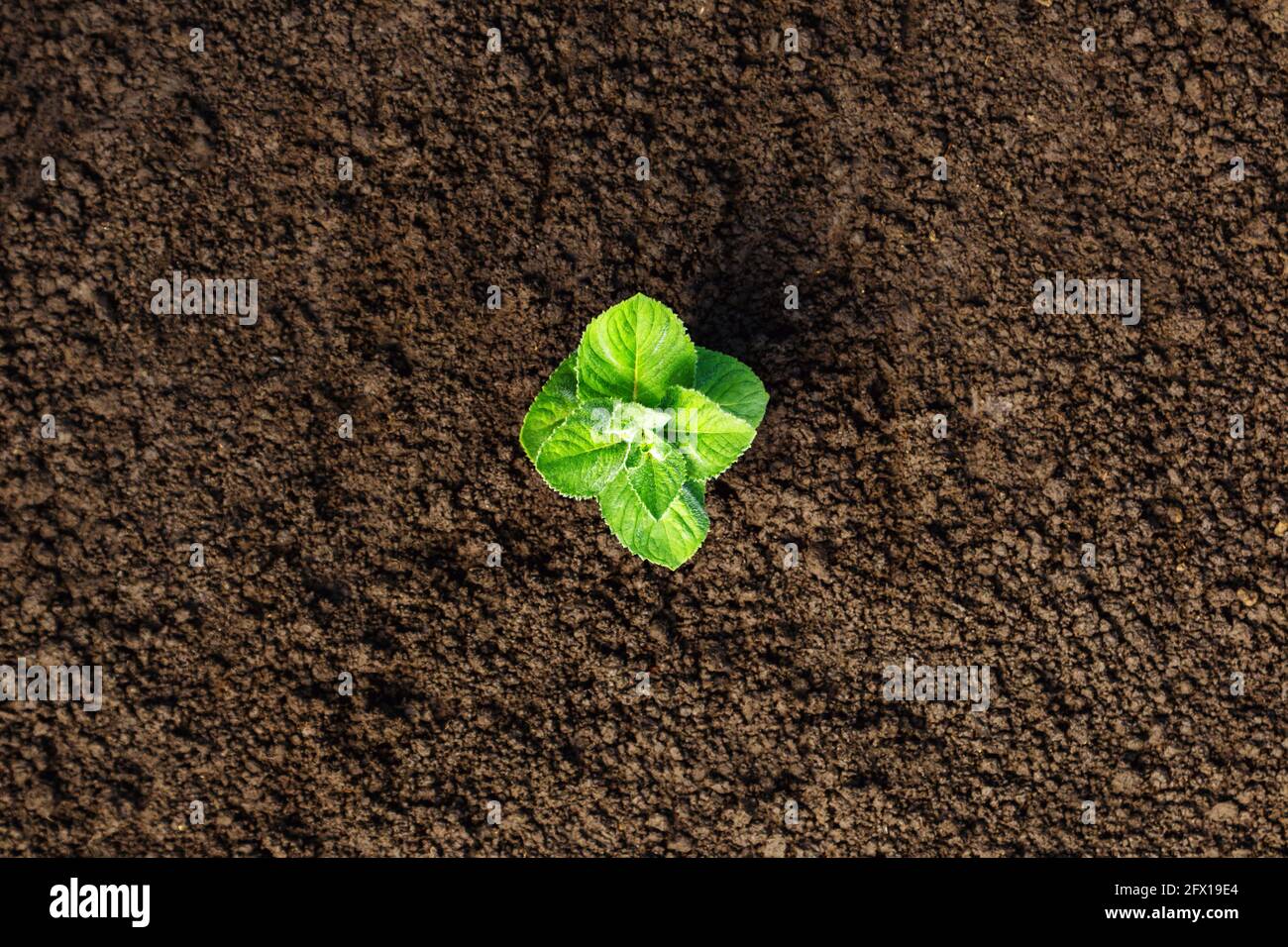 Top view of a plant sprout sapling on the soil Stock Photo - Alamy