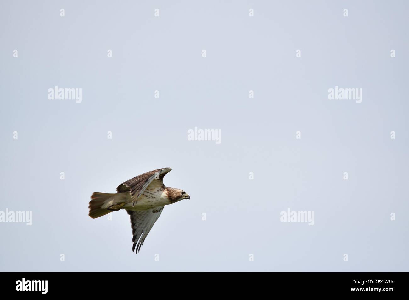 Hawk taking flight Stock Photo - Alamy