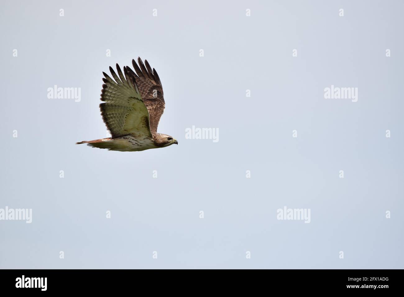 Hawk taking flight Stock Photo - Alamy