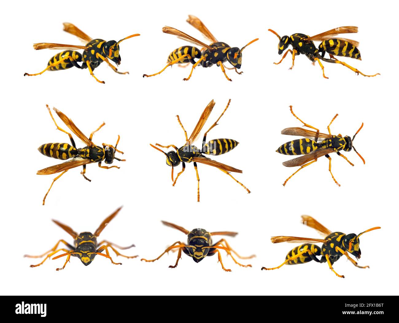 Set of eight European wasp German wasp or German yellowjacket isolateed ...