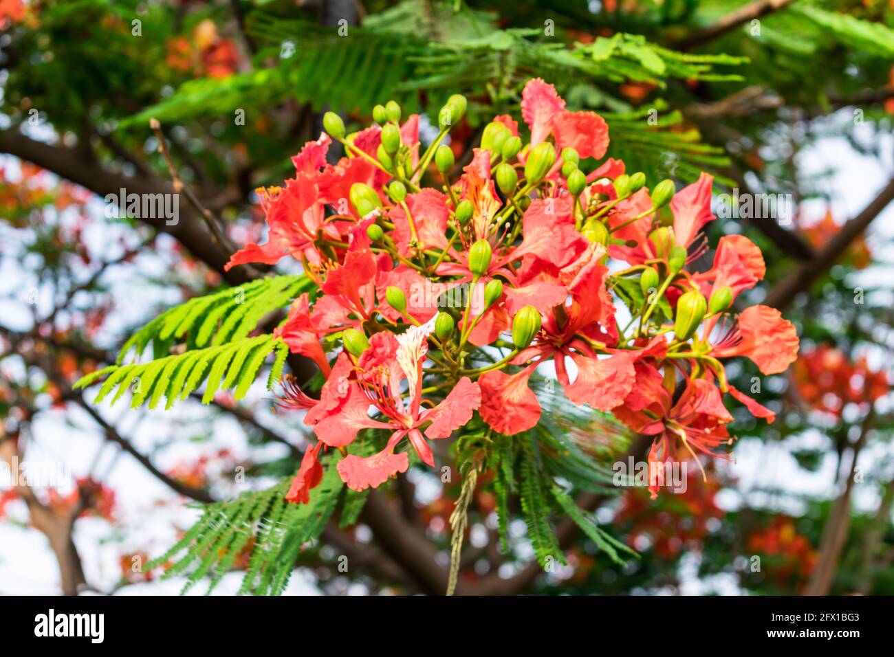 Red fox walking in his boundary in an Indian national park close view ...