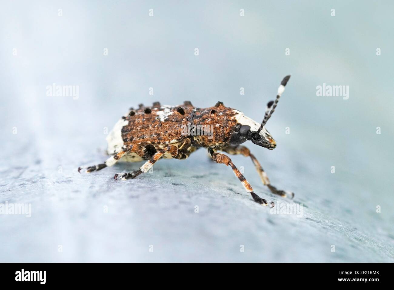 Feeler hi-res stock photography and images - Alamy