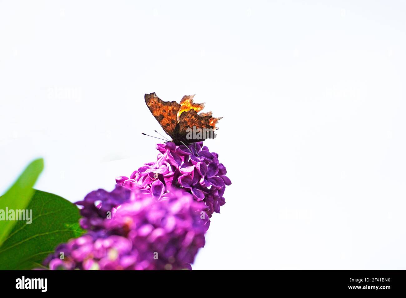 C-butterfly, Polygonia c-album. Butterfly sits on the purple blossom of ...