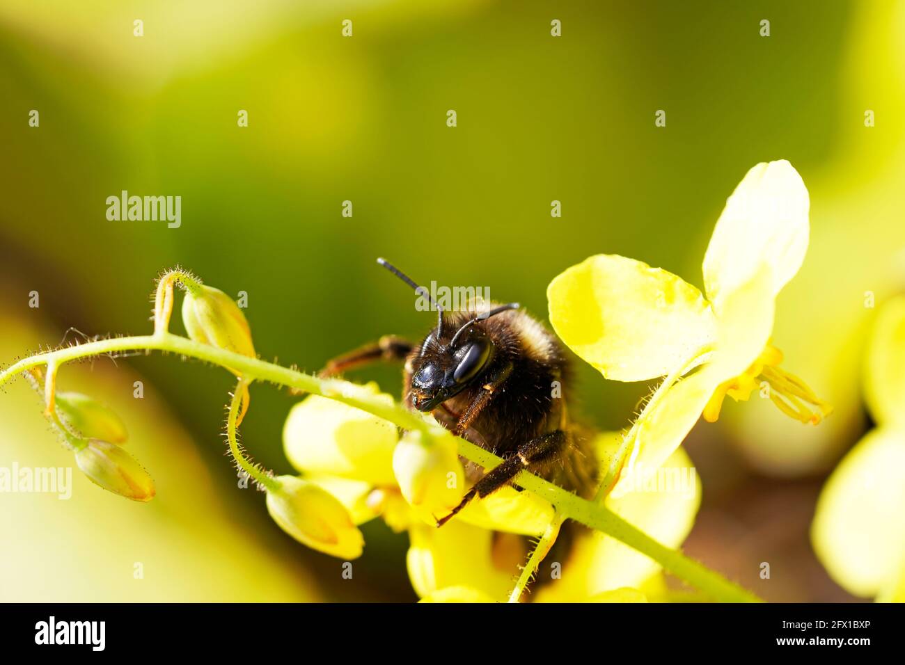 Bumblebee close up hi-res stock photography and images - Alamy