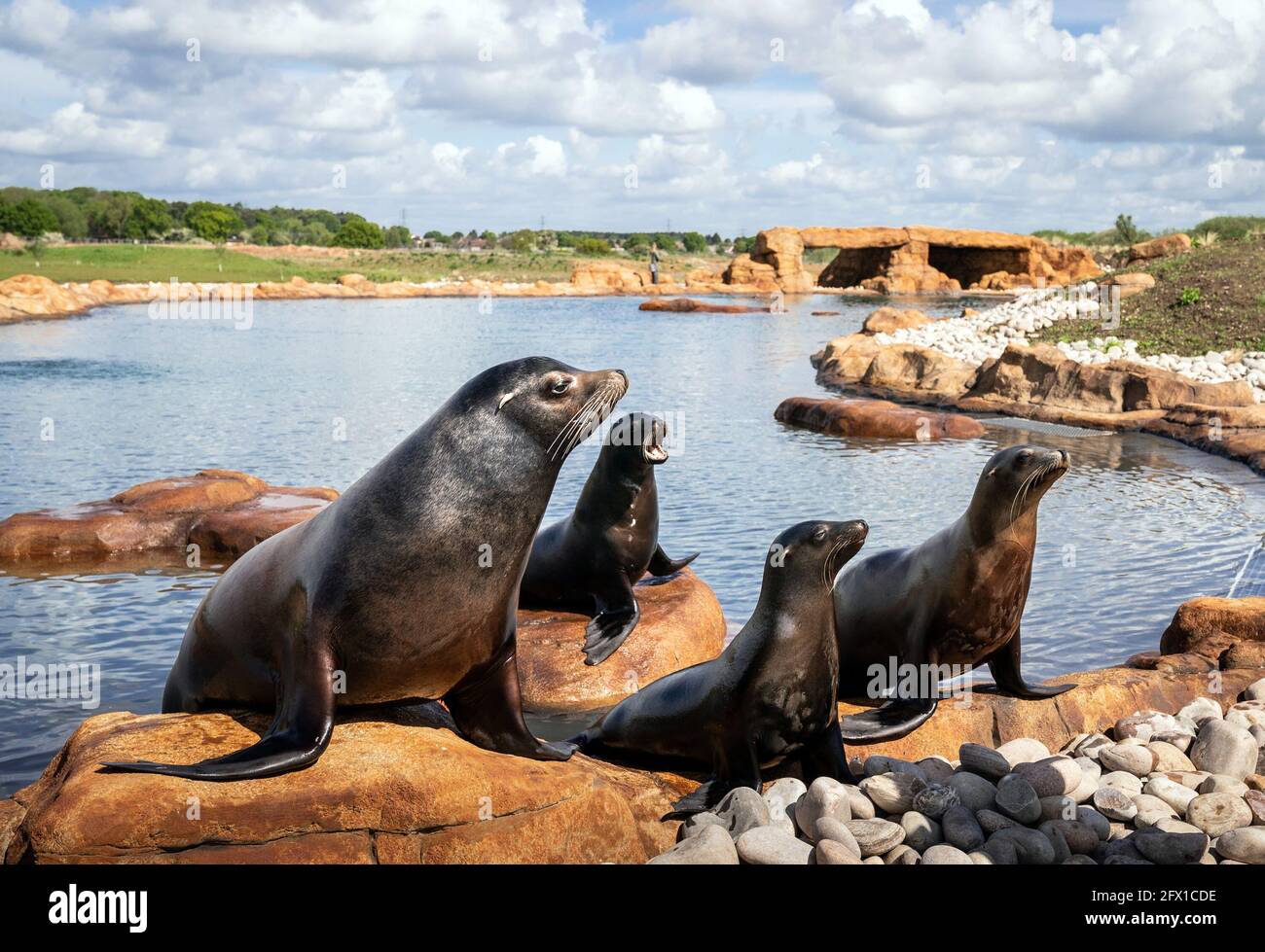 Sea lions enjoy a new £2m purpose-built complex at Yorkshire Wildlife ...