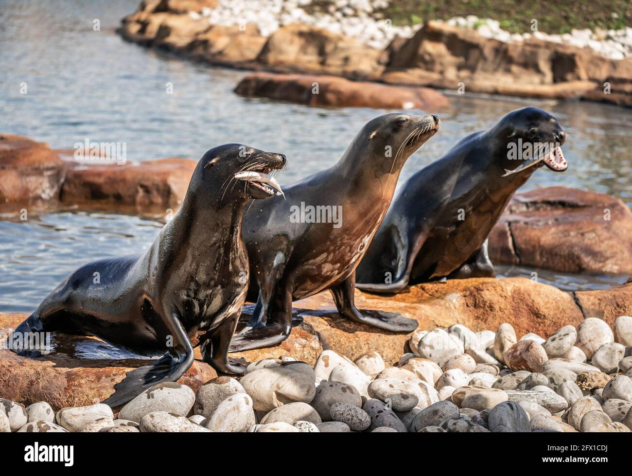 Sea lions enjoy a new £2m purpose-built complex at Yorkshire Wildlife ...