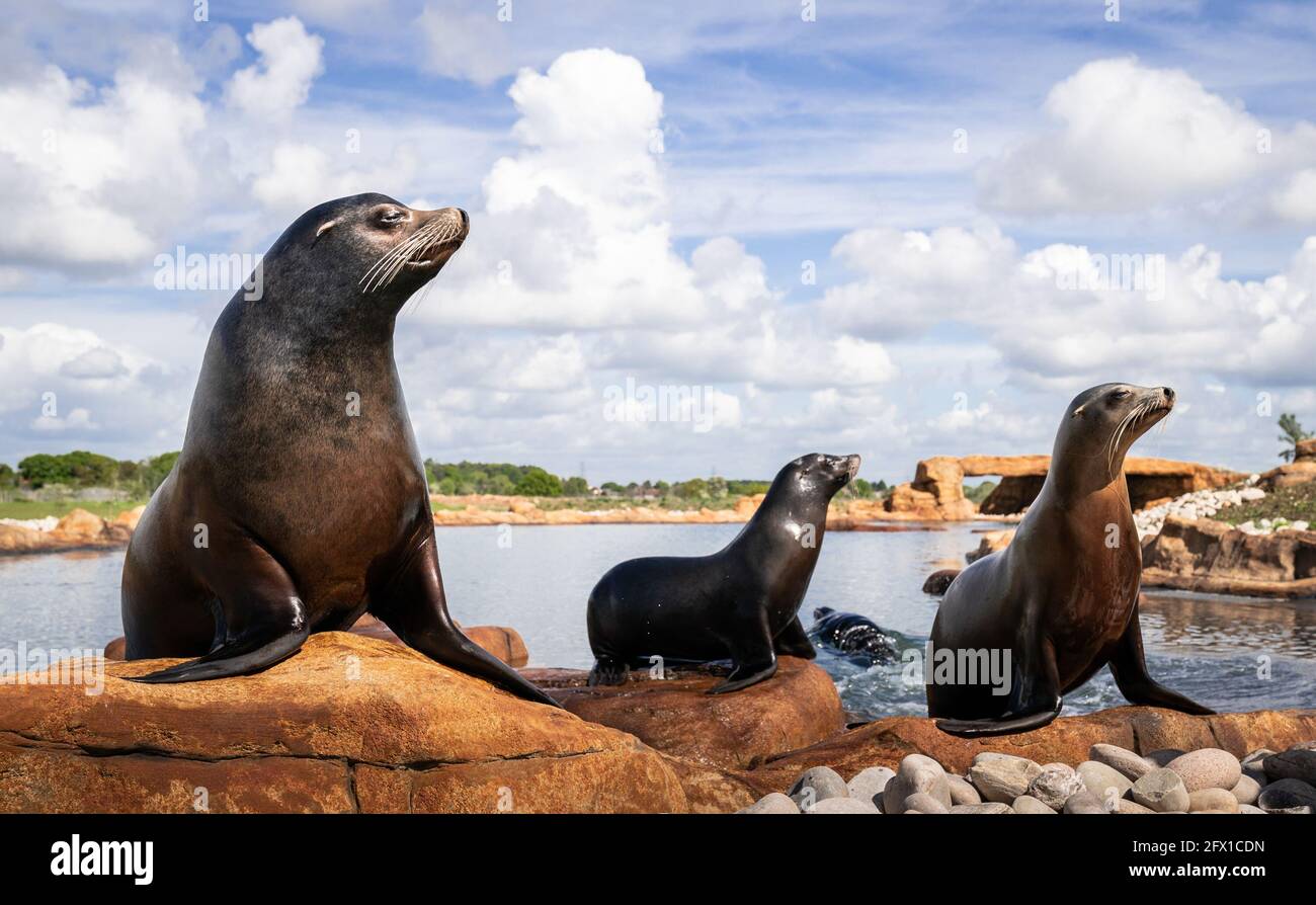 Sea lions enjoy a new £2m purpose-built complex at Yorkshire Wildlife ...
