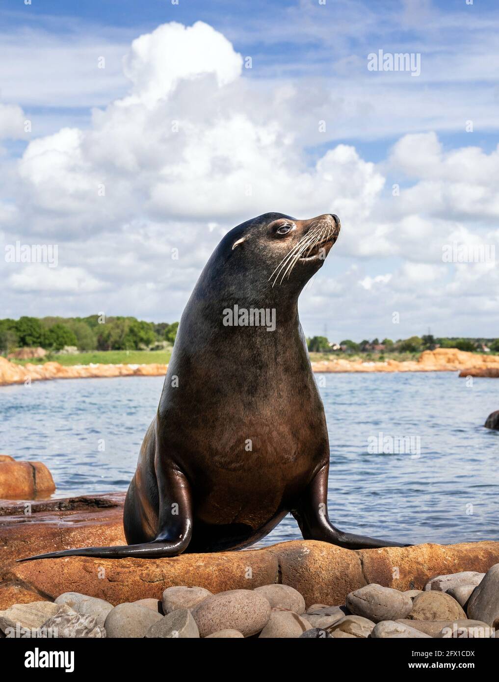 A sea lion enjoys a new £2m purpose-built complex at Yorkshire Wildlife ...