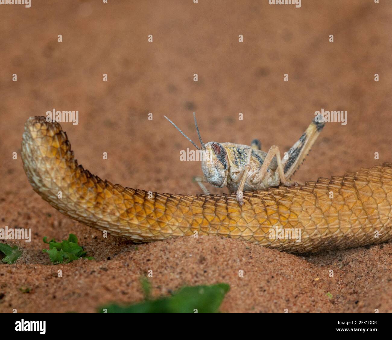 Locust (grasshoppper) on the tail of a bearded dragon in a vivarium ...