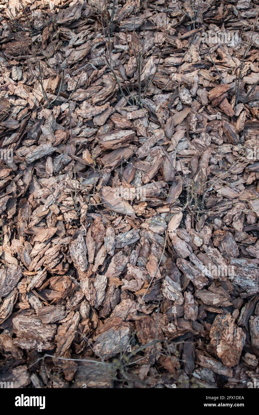 Clean, fresh, pine bark mulch beautifully illuminated by the sun Stock ...