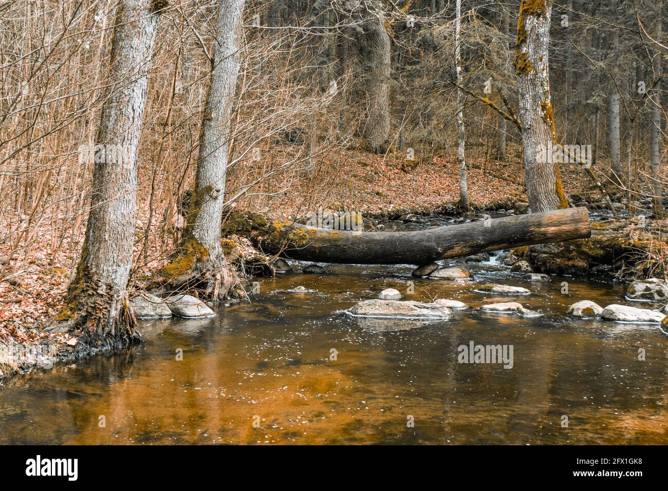 Stream forest river tree flow fallen hi-res stock photography and ...
