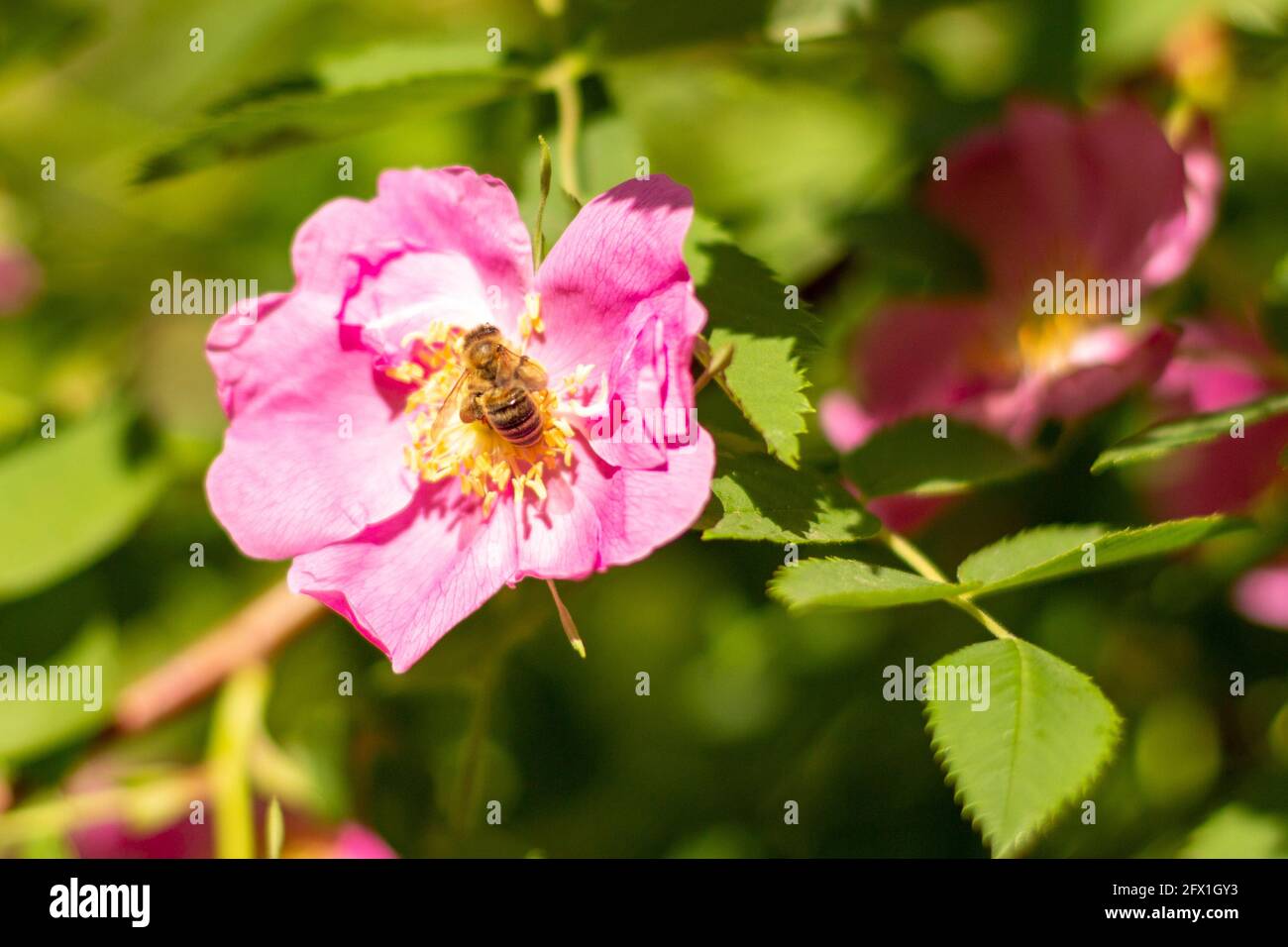 Canker flower hi-res stock photography and images - Alamy