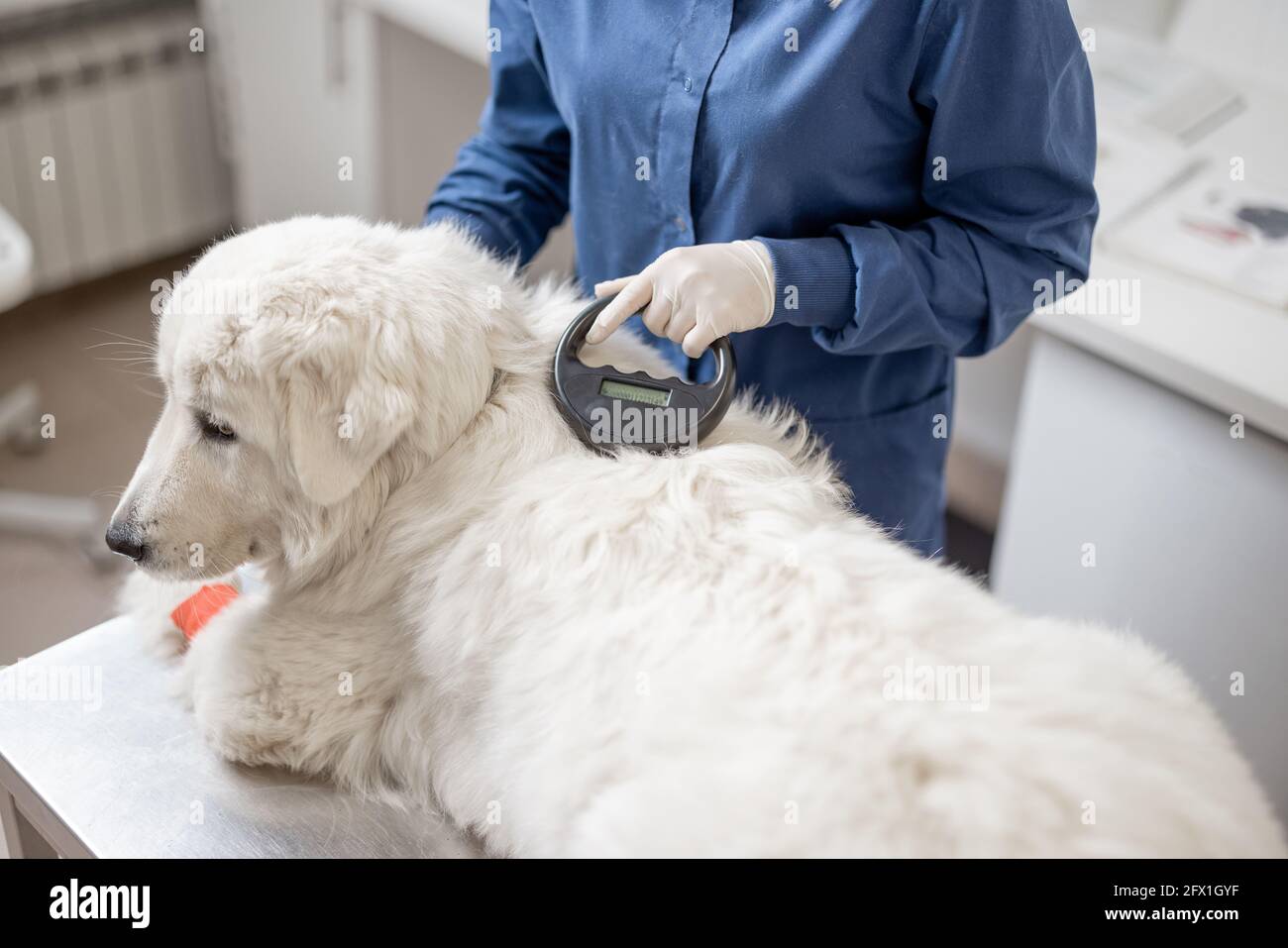 Veterinarian checking microchip implant under sheepdog dog skin in vet ...