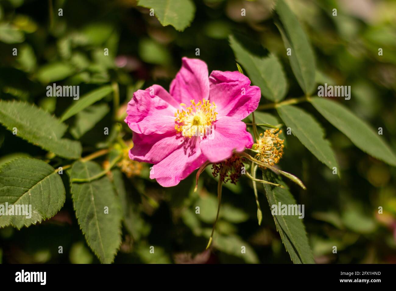 Canker flower hi-res stock photography and images - Alamy
