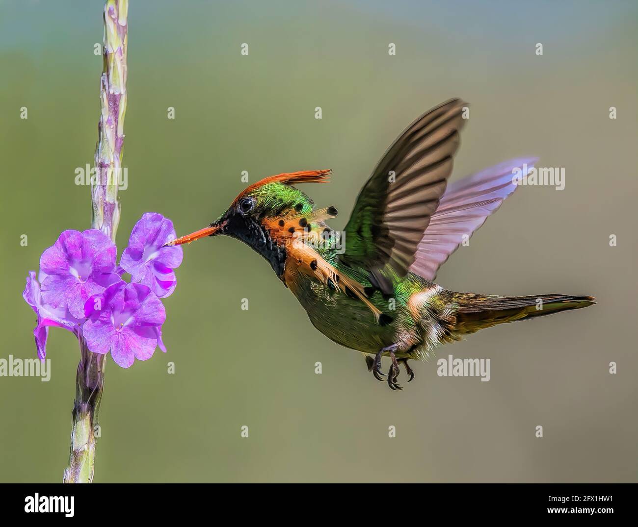Tufted coquette hummingbird hi-res stock photography and images - Alamy