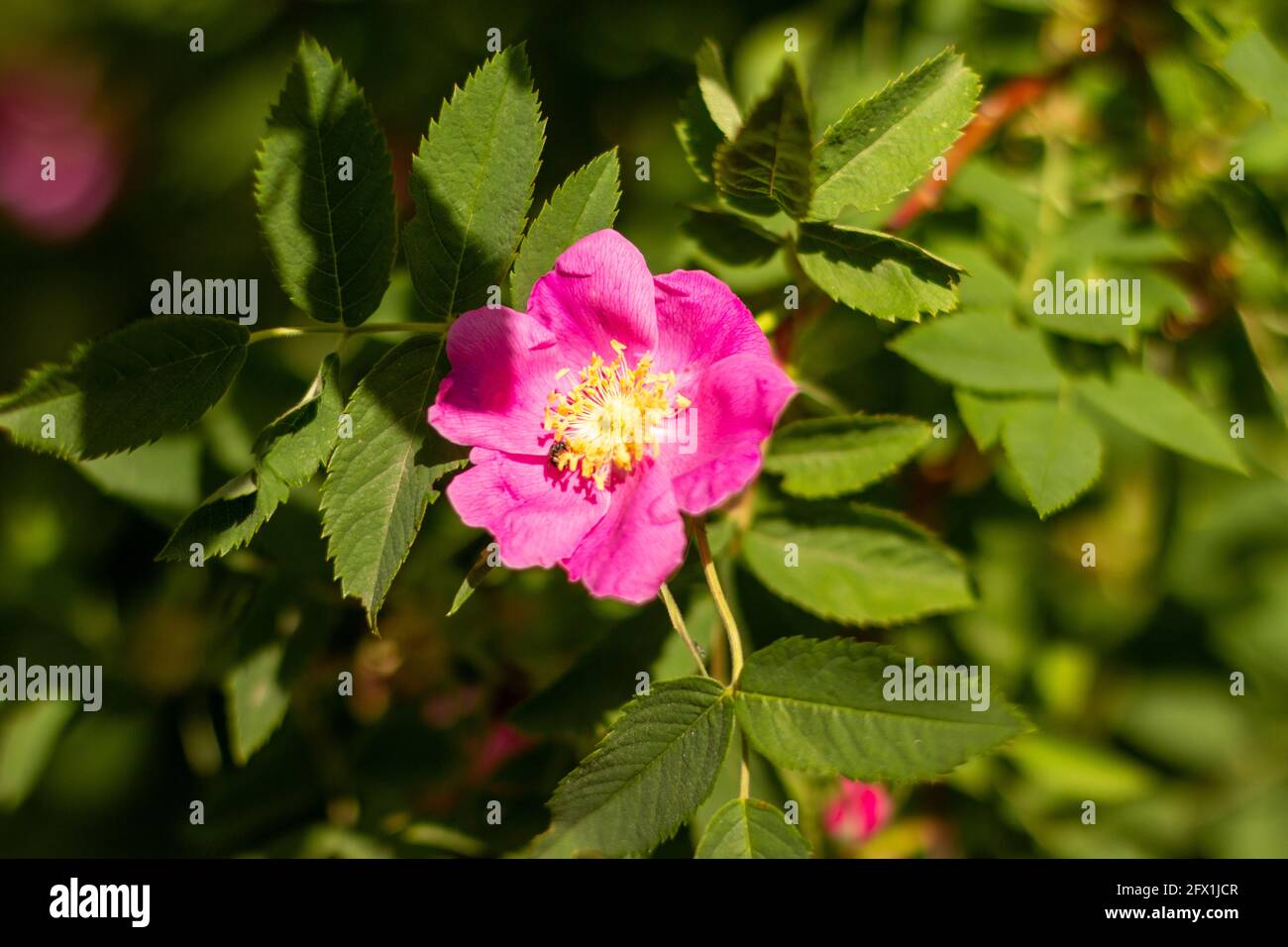 Canker flower hi-res stock photography and images - Alamy