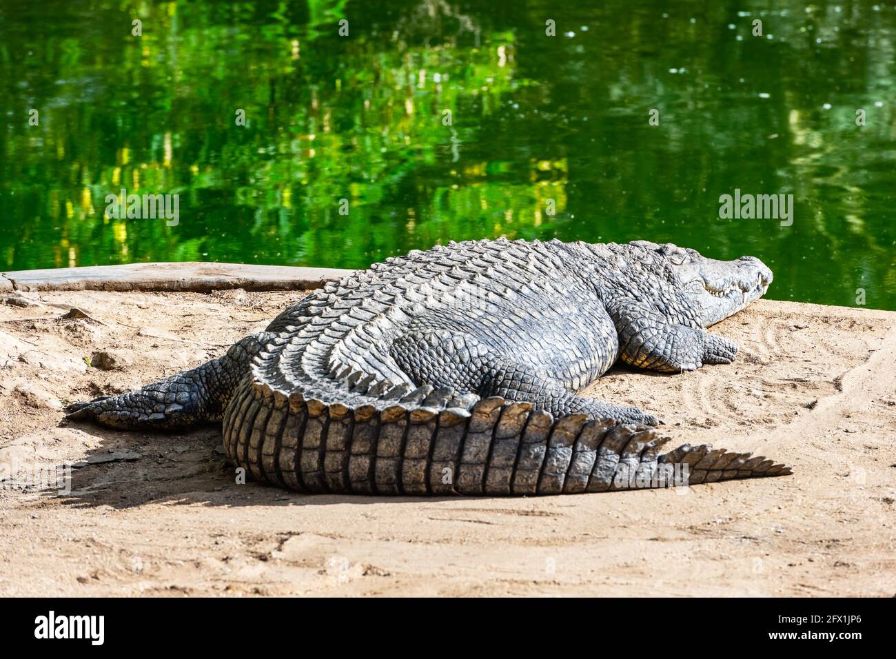 Giant African Alligator Nile Crocodile | National Geographic