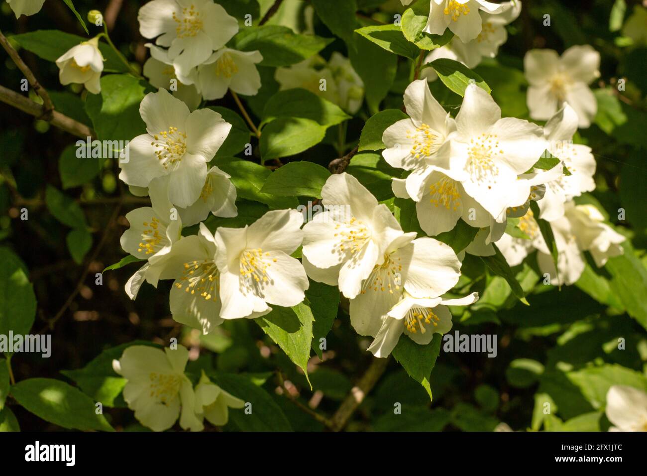 White jasmin flower in the garden. Blooming jessamine. High resolution ...
