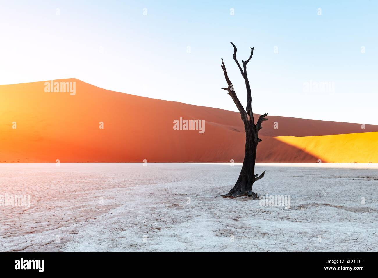 Dead Camelthorn Trees at sunrise, Deadvlei, Namib-Naukluft National ...