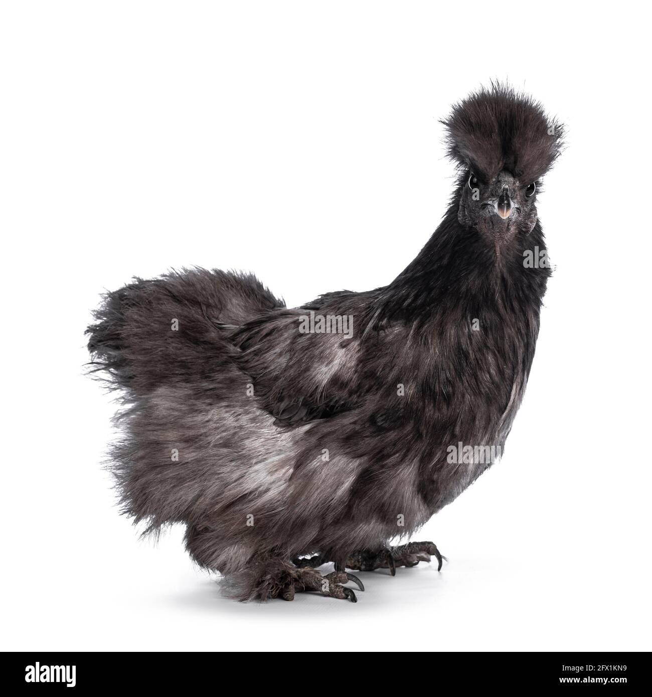 Silkie bantam chicken hi-res stock photography and images - Alamy
