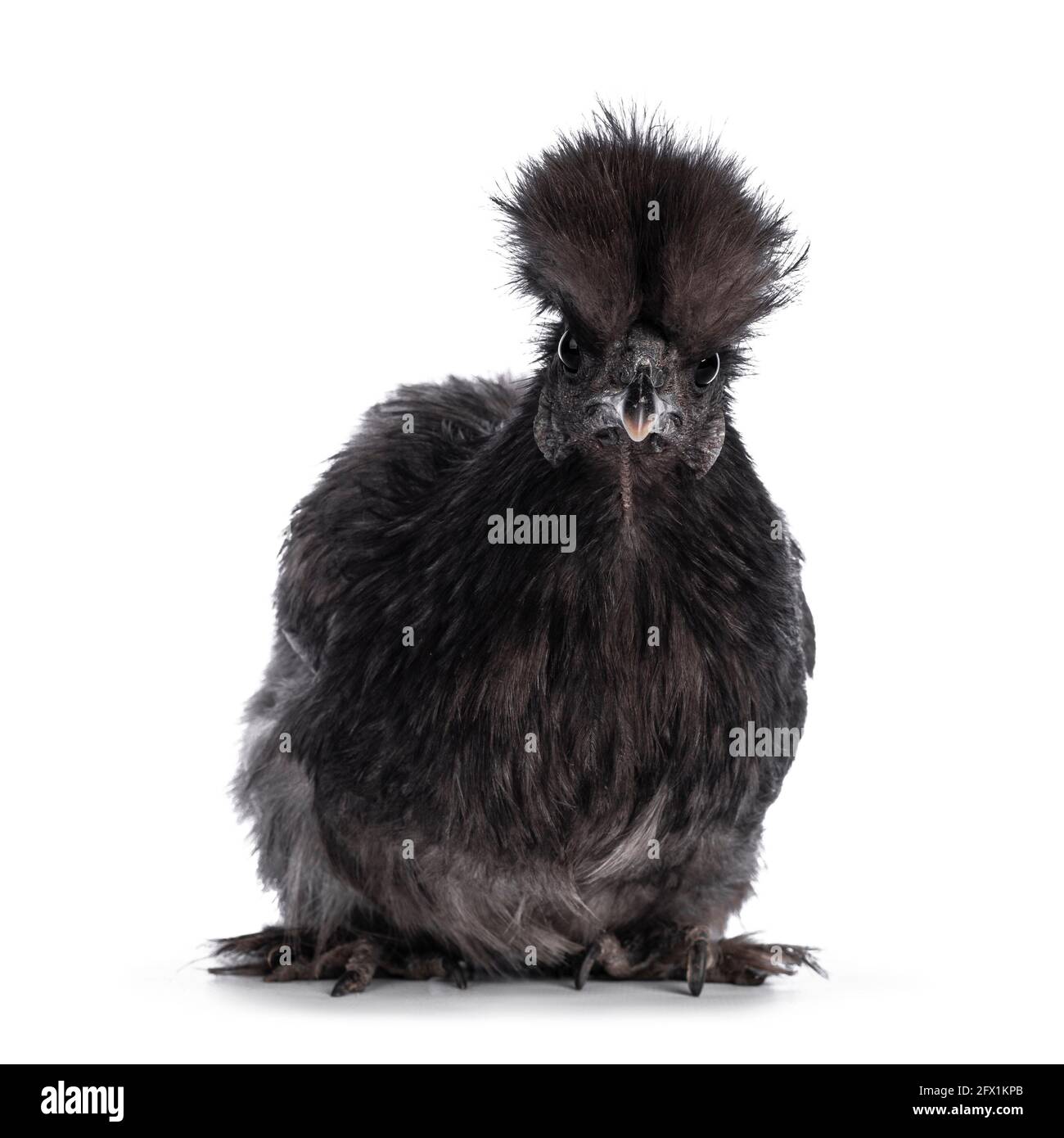 Blue Silkie Bantam Chickens