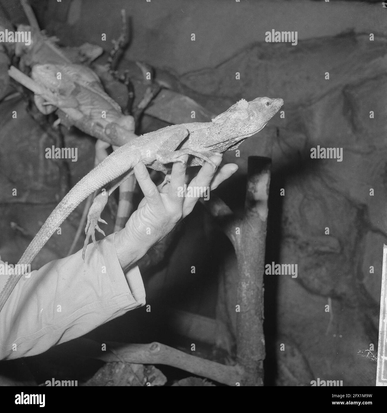 Collared lizard in Artis from New Guinea, October 3, 1962, zoos, The ...